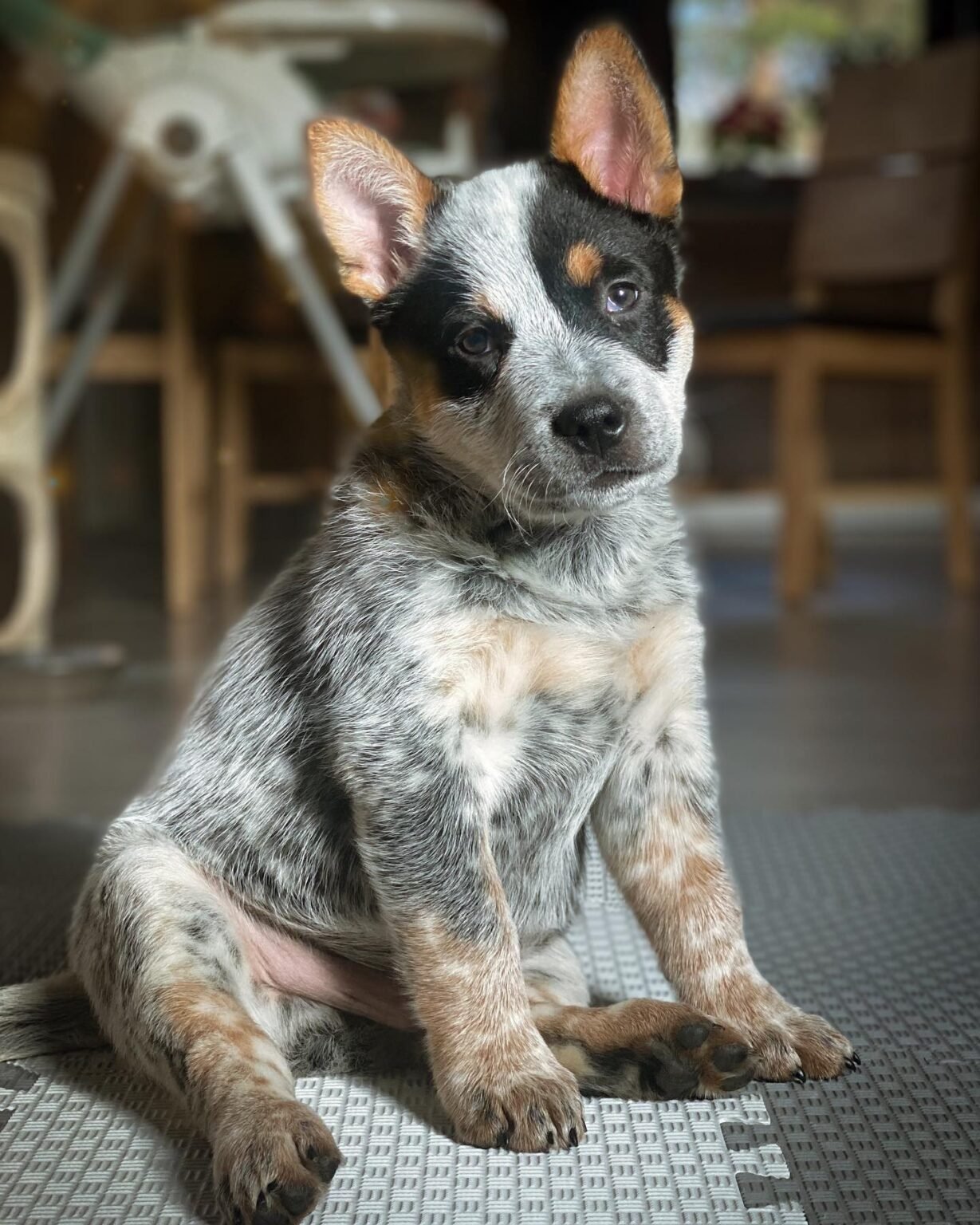 Available Puppies - Heeler Heart Kennels